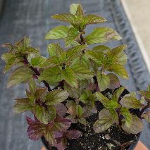 Mint Red 1L - The National Herb Centre